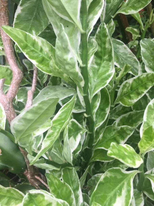 Devil’s Backbone Variegata Plant – 6 Euphorbia Tithymaloides Cuttings ...