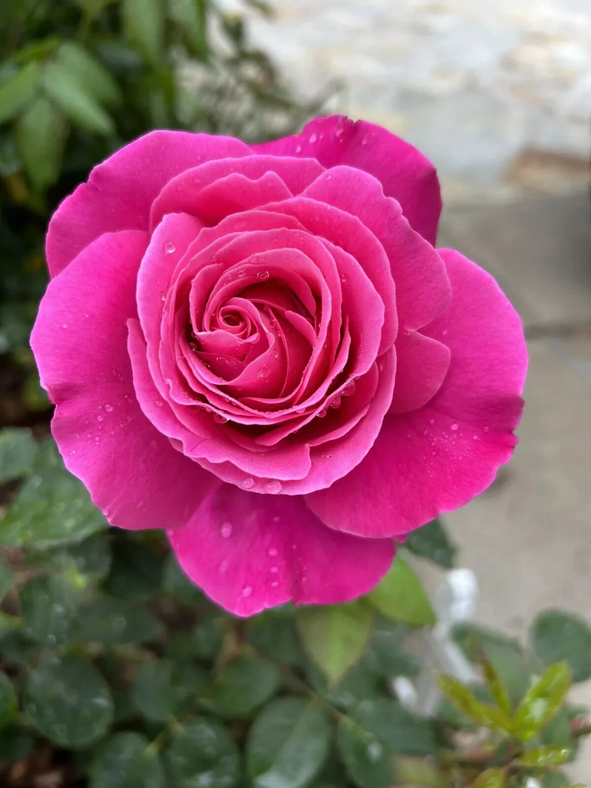 Dark Pink Fragrant Rose Cuttings for Planting – 5 Fresh Stems, Large B ...