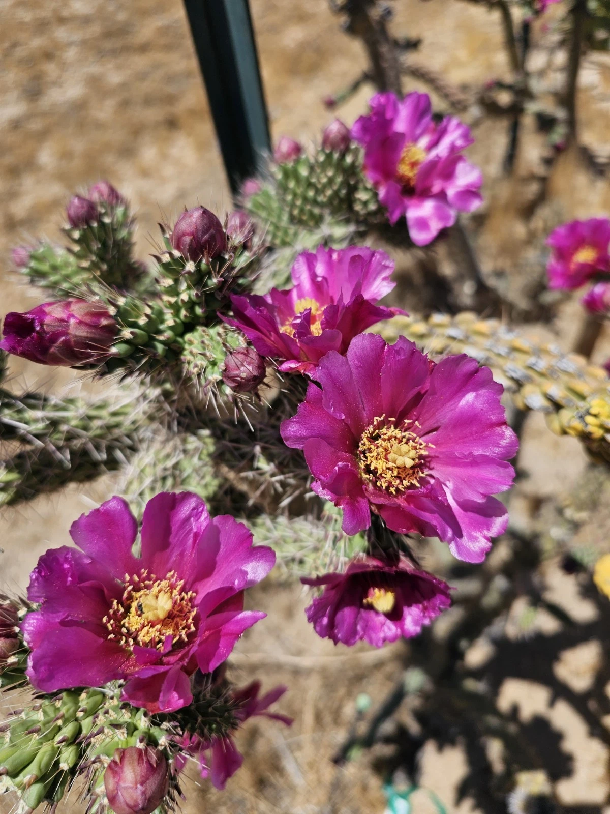 Cylindropuntia imbricata Tree Cholla – 12 Fresh 4–6” Cuttings, Hardy C ...