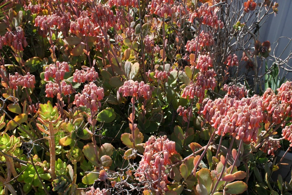 Kalanchoe Fedtschenkoi Succulent Cuttings – Full Box Load of Fresh Pro ...