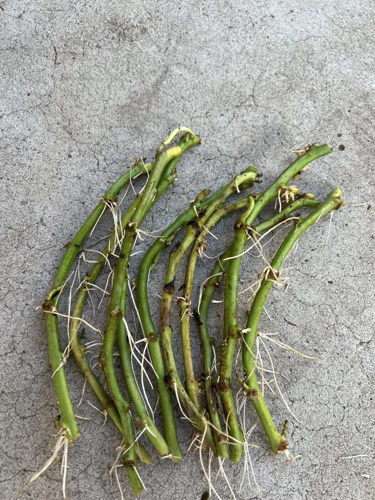 White Sweet Potato Slips – 10 Rooted Vine Cuttings, Ipomoea Batatas St ...
