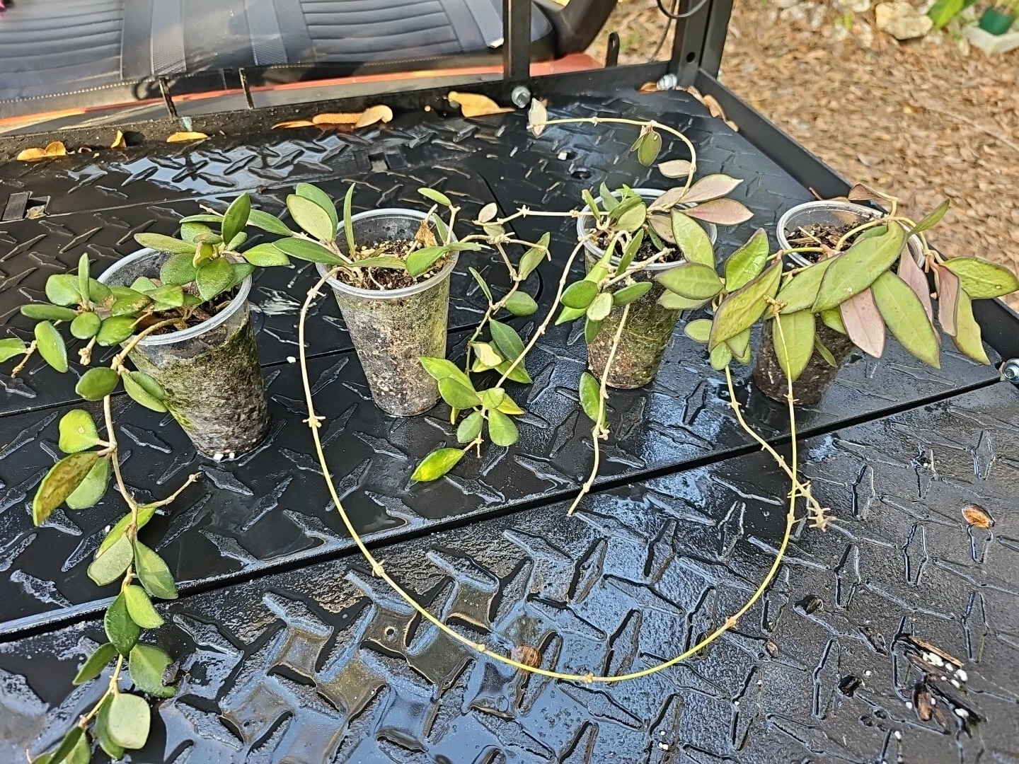 Hoya burtoniae Rooted Cutting – Wax Plant, Bare Root Shipped (Not DS-7 ...