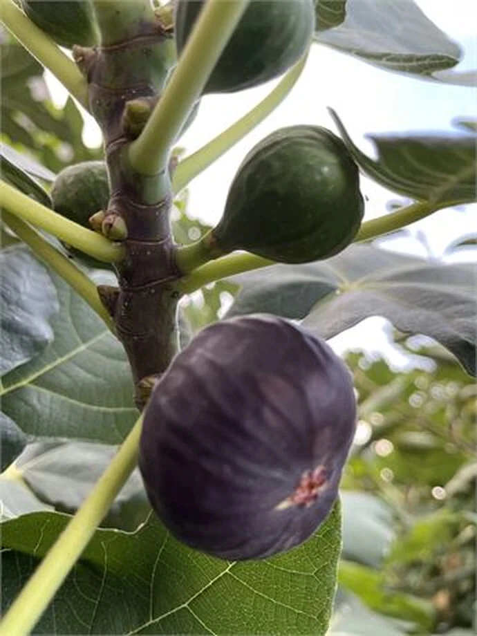 Dark Portuguese Fig Cutting – 8"+ Fresh Ficus carica Stem with 3+ Node ...