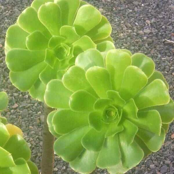 Aeonium arboreum Green Rose Succulent Cuttings for Planting – 2 Unroot ...