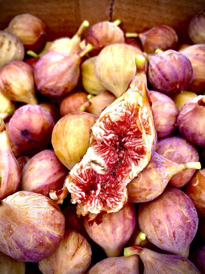 Brazos Bottom Red Fig Tree Cuttings – 3 Unrooted Pieces – Ficus carica ...
