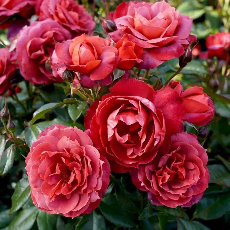 Hot Cocoa Rose Cuttings – 3 Unrooted Rose Cuttings for Rooting or Graf ...