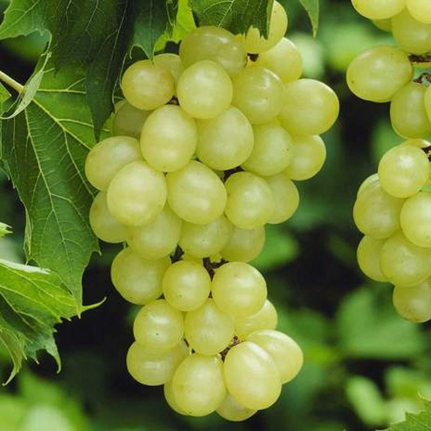 Niagara Grape Cuttings – 7 Fresh Unrooted Vitis Cuttings for Rooting ...