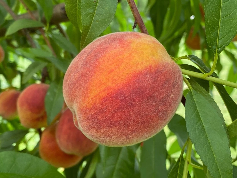 Elberta Peach Tree Cuttings – 10 Fresh Unrooted Cuttings 6–8 Inches, P ...