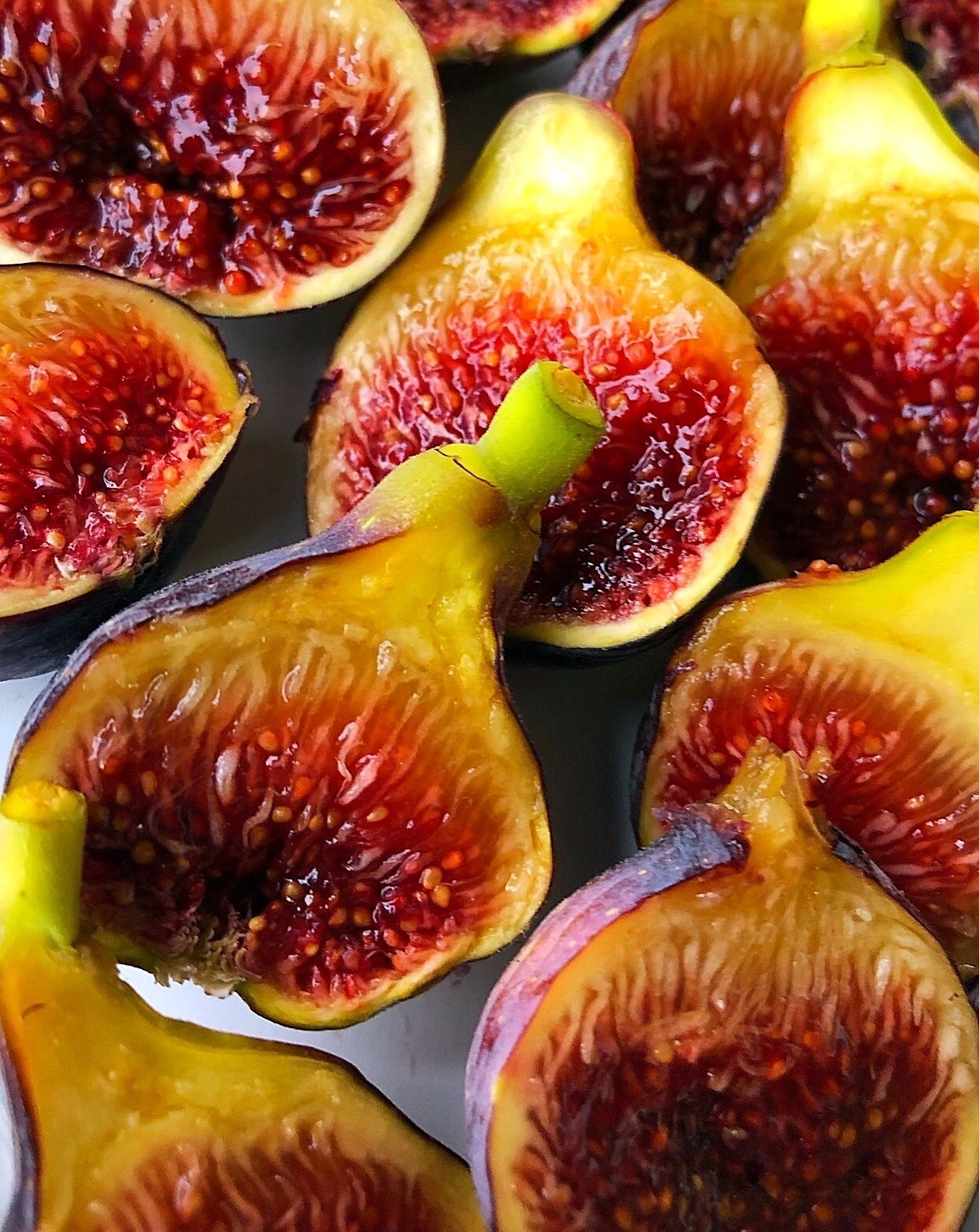 Fignomenal Fig Tree – Live Ficus carica Starter Plant, Edible Dwarf Fi ...