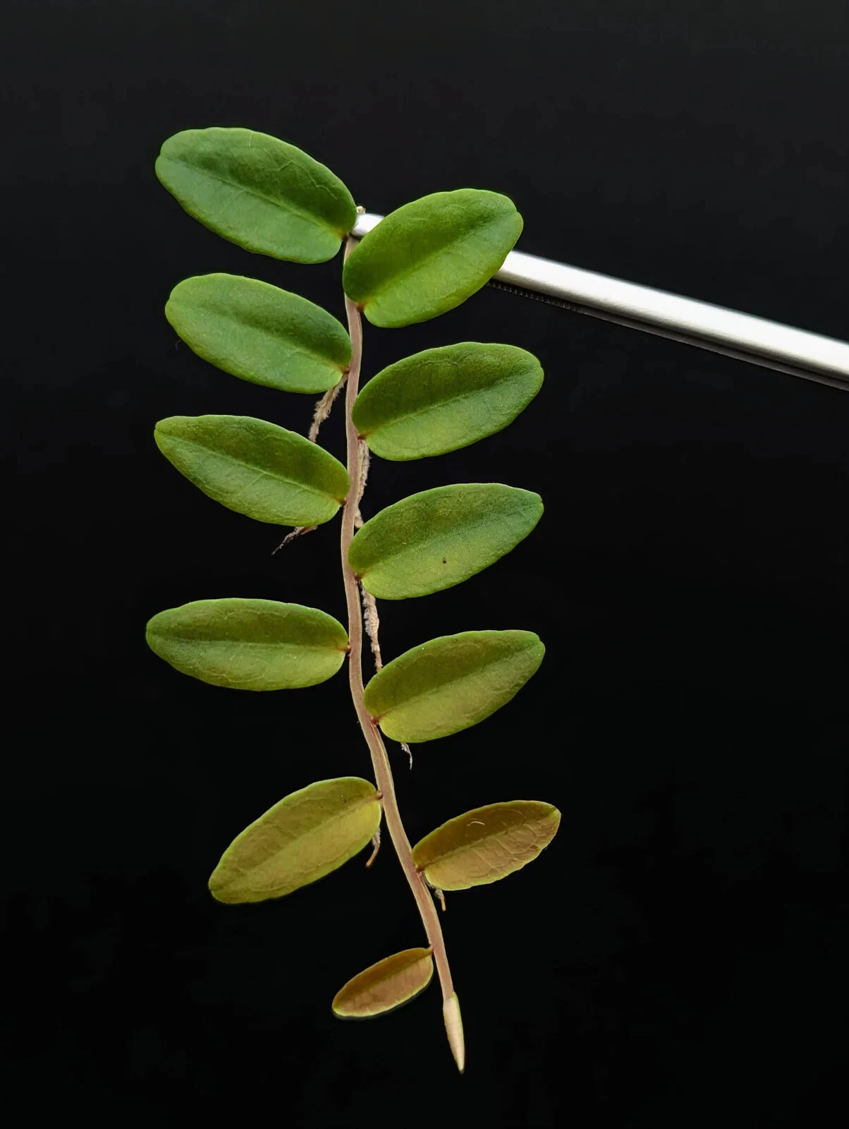 Marcgravia Aff Coriacea Terrarium Plant Cutting – 10 Leaf Tropical Shi ...