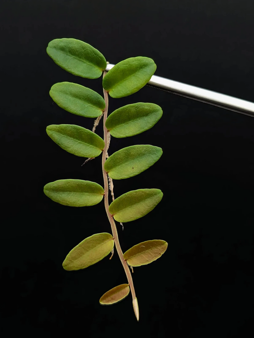 Marcgravia Aff Coriacea Terrarium Plant Cutting – 10 Leaf Tropical Shi ...