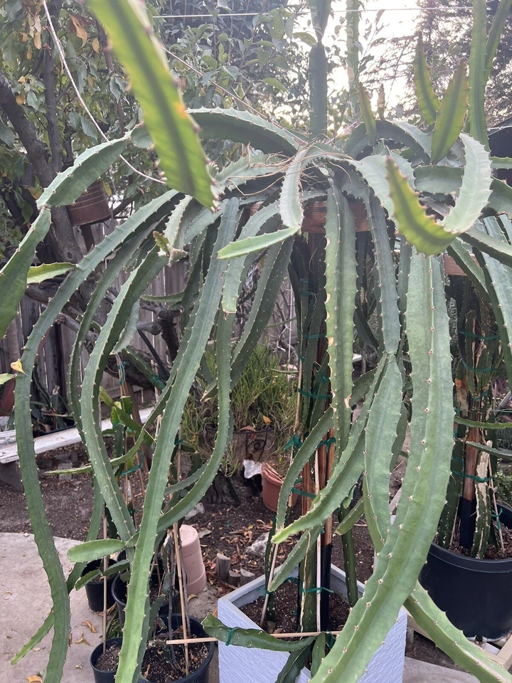 Palora Dragon Fruit Cuttings – 4 Fresh Yellow Variety Stems, 7–9" Long ...
