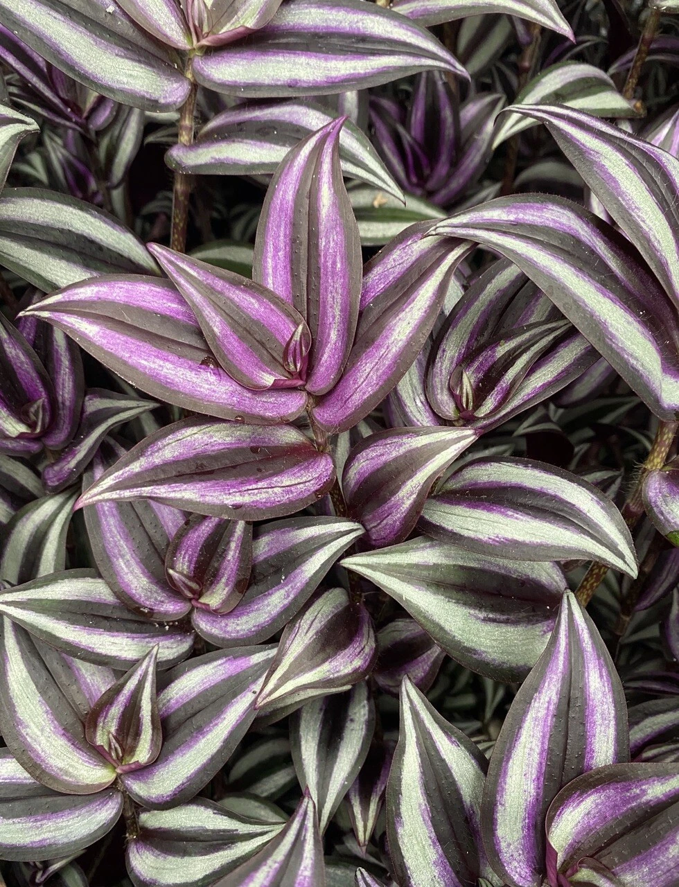 Tradescantia Zebrina Cuttings – 5 Organic Wandering Jew Stems for Root ...