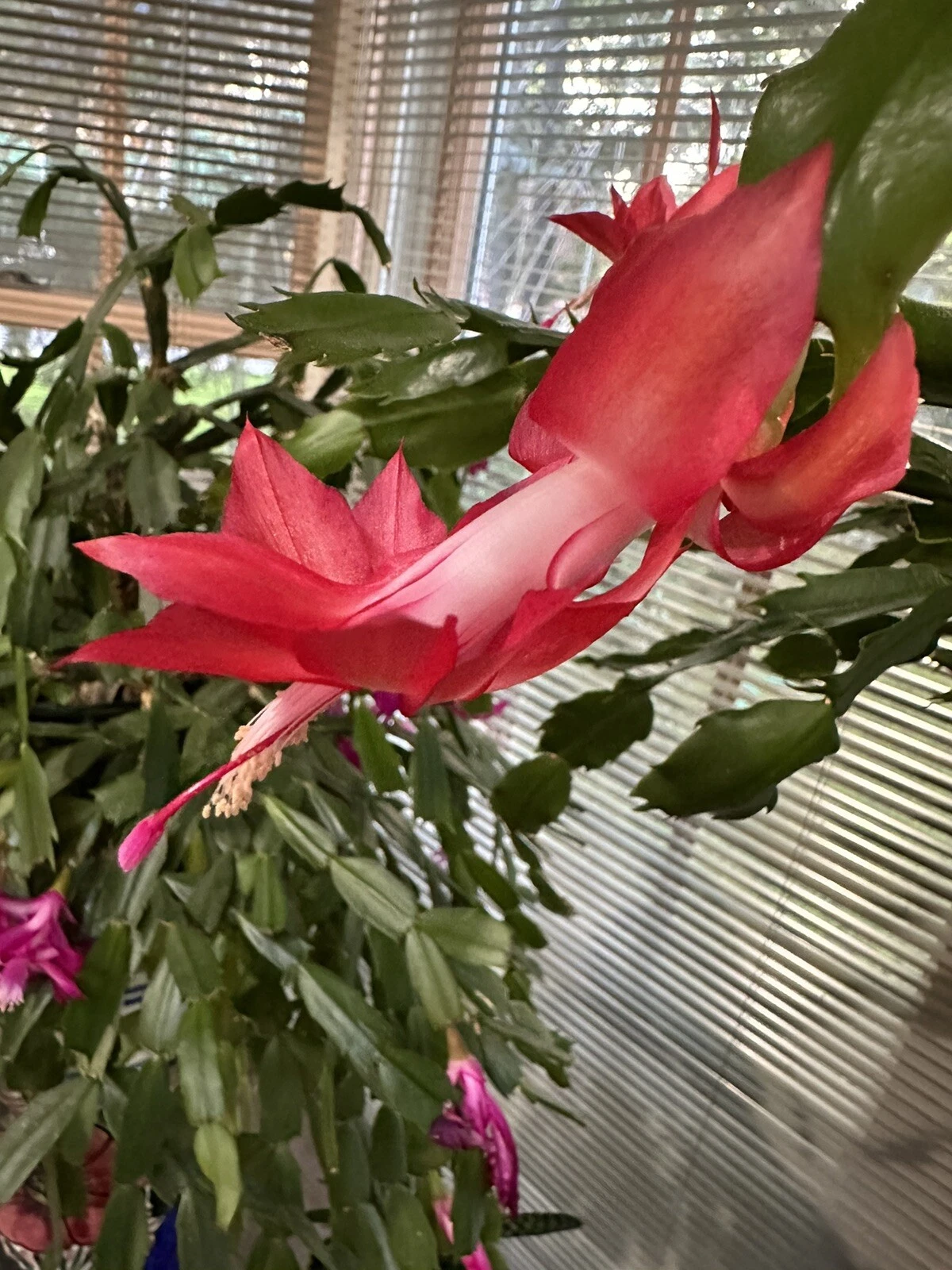 Red Christmas Cactus Cutting – Schlumbergera truncata – Holiday Cactus ...