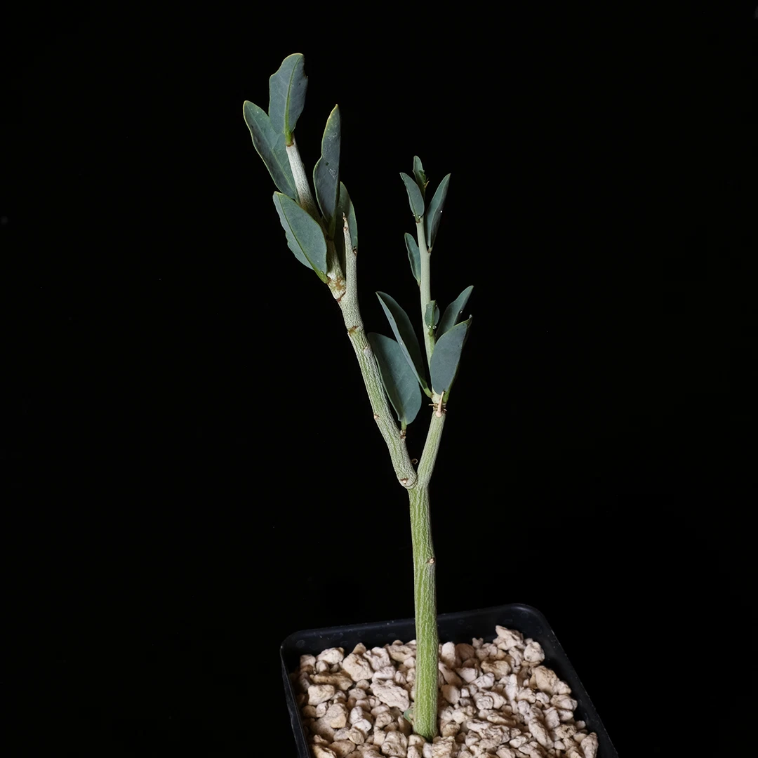Adenia pechuelii Plant – 3.5” Pot Caudiciform Succulent, Rare Bottle S ...