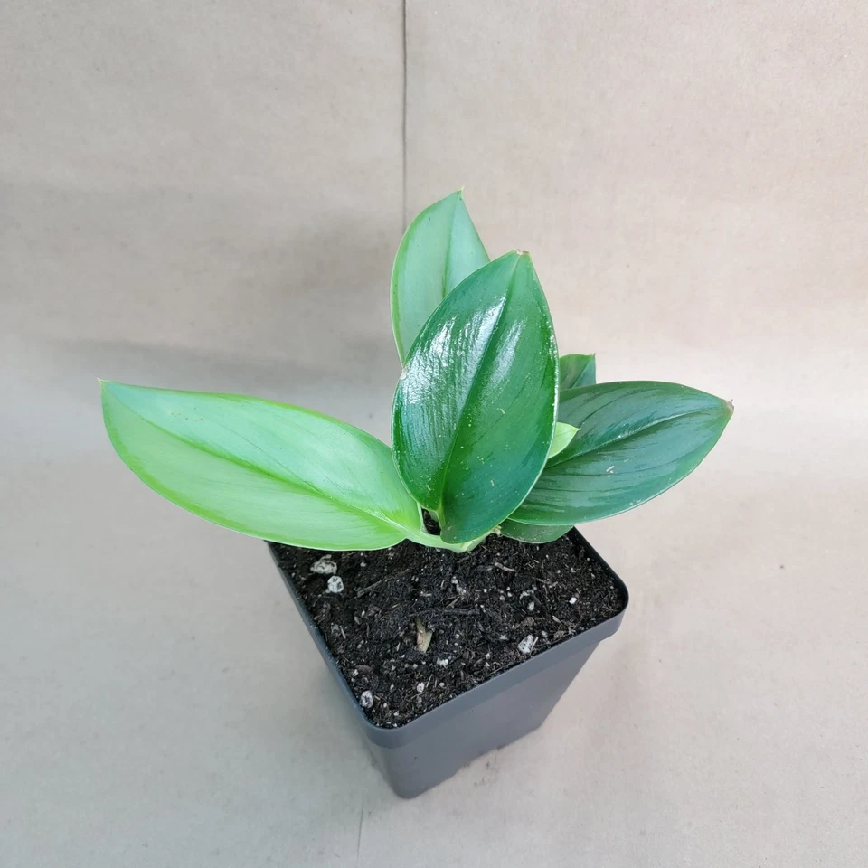 Scindapsus Treubii Moonlight – 4" Potted Sterling Silver Plant, Elegan ...