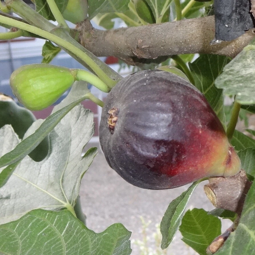 Petite Negri Fig Cuttings – 2 Fresh Dwarf Fig Tree Cuttings, Ficus Car ...