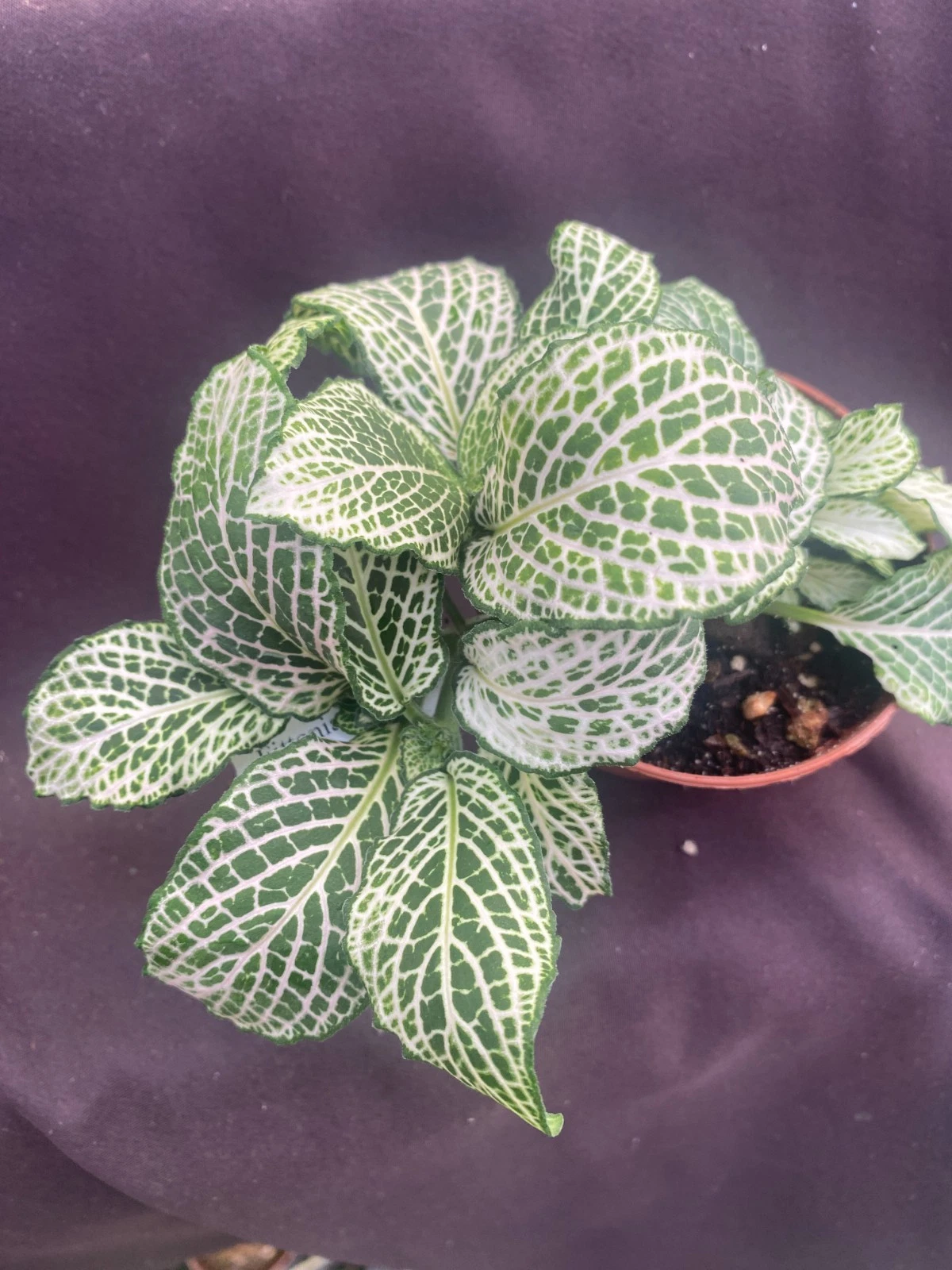 Fittonia Purple Snow Anne – Rooted Nerve Plant in 3 Inch Pot, Colorful ...