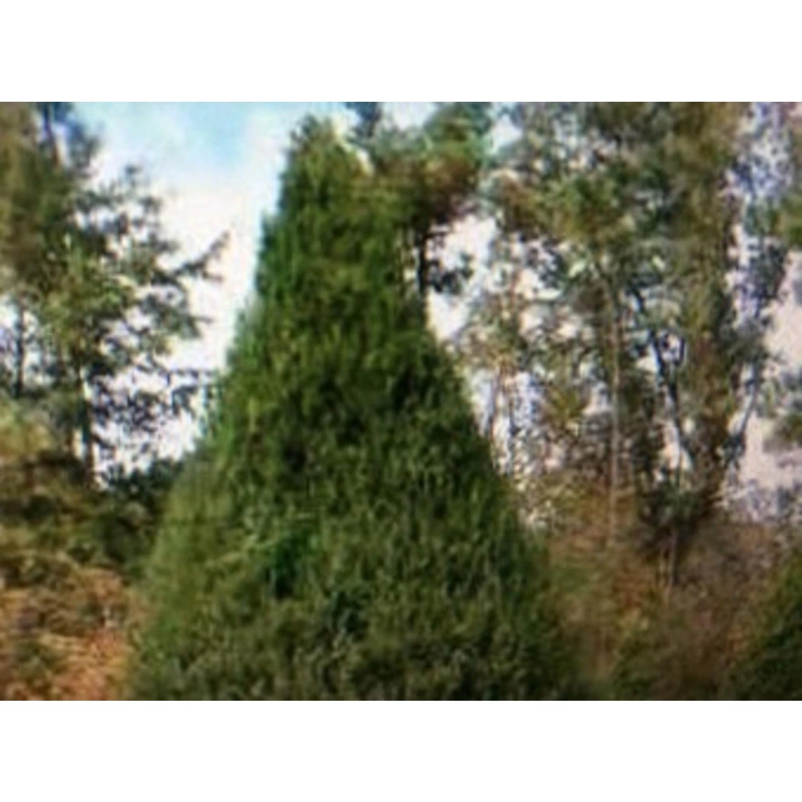 Eastern Red Cedar Tree Cuttings for Planting – 8 Live Unrooted Stems ...