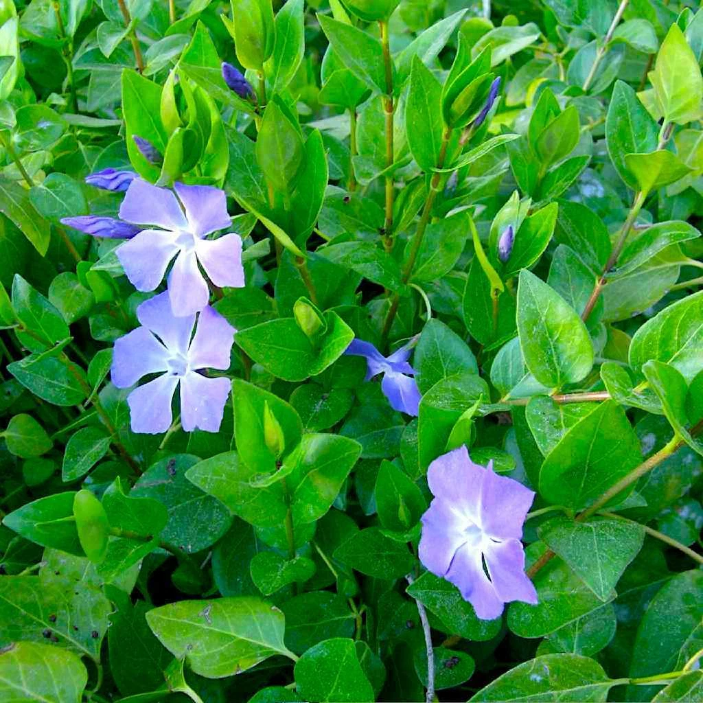 Vinca Major Periwinkle Rooted Cuttings – 10 Live Groundcover Plants 5 ...