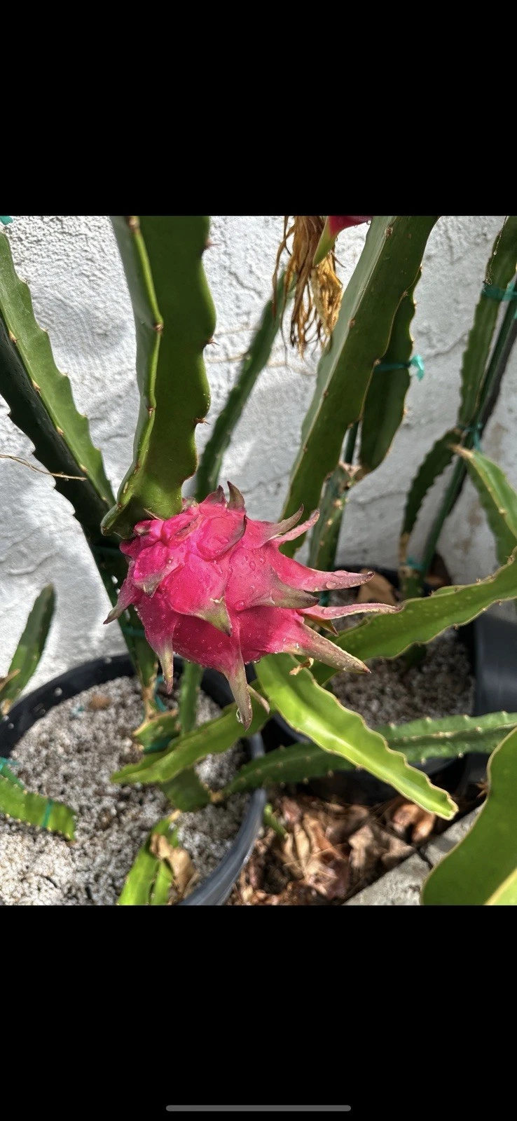 Taiwan Ruan Zhi Da Hong Dragon Fruit Cutting – 10–15 Inch Unrooted Pit ...