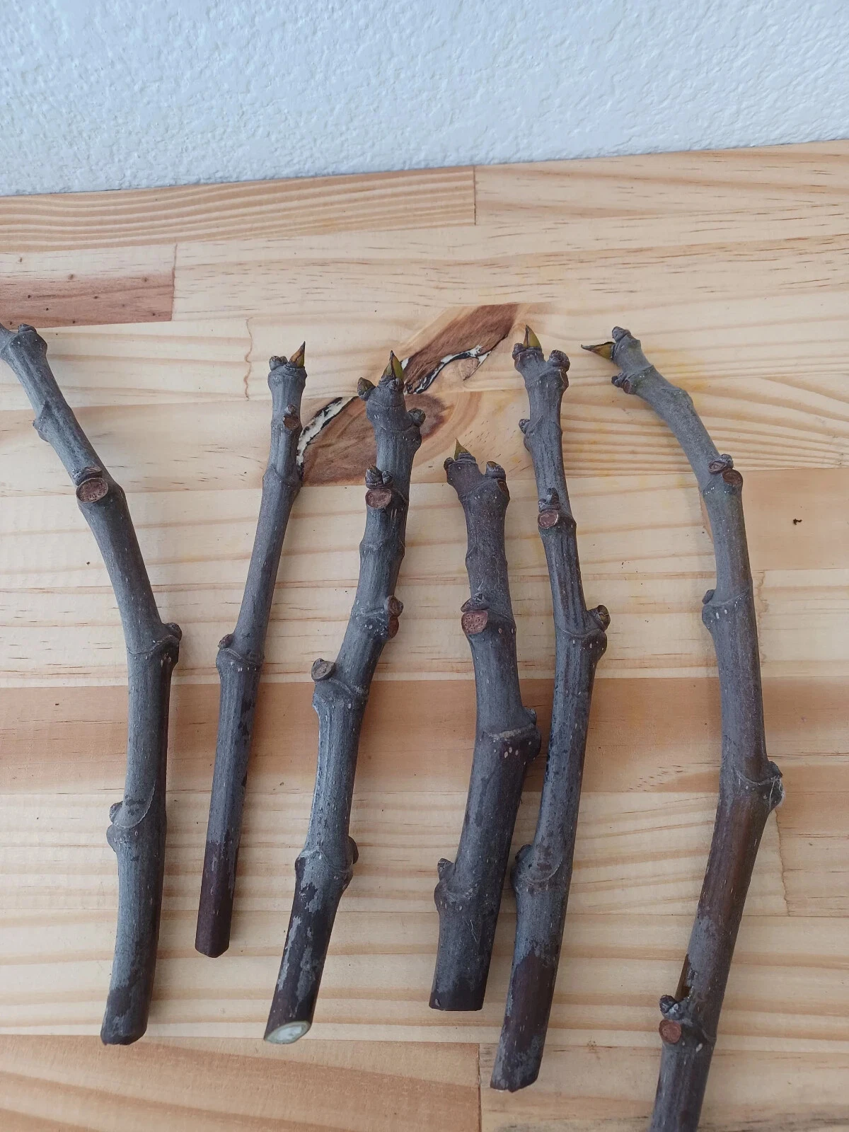 Dwarf Black Mission Fig Cuttings for Planting – 6 Unrooted Ficus caric ...