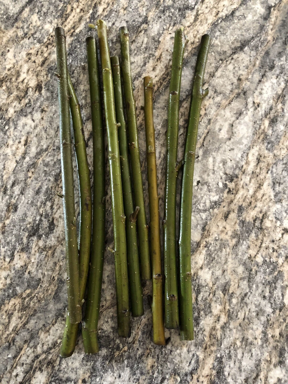 Austree Hybrid Willow Cuttings – 60 Live Willow Cuttings for Planting ...
