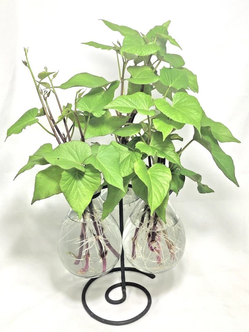 Stokes Purple Sweet Potato Slips for Planting – 10 Rooted Ipomoea bata – Jayme Garden