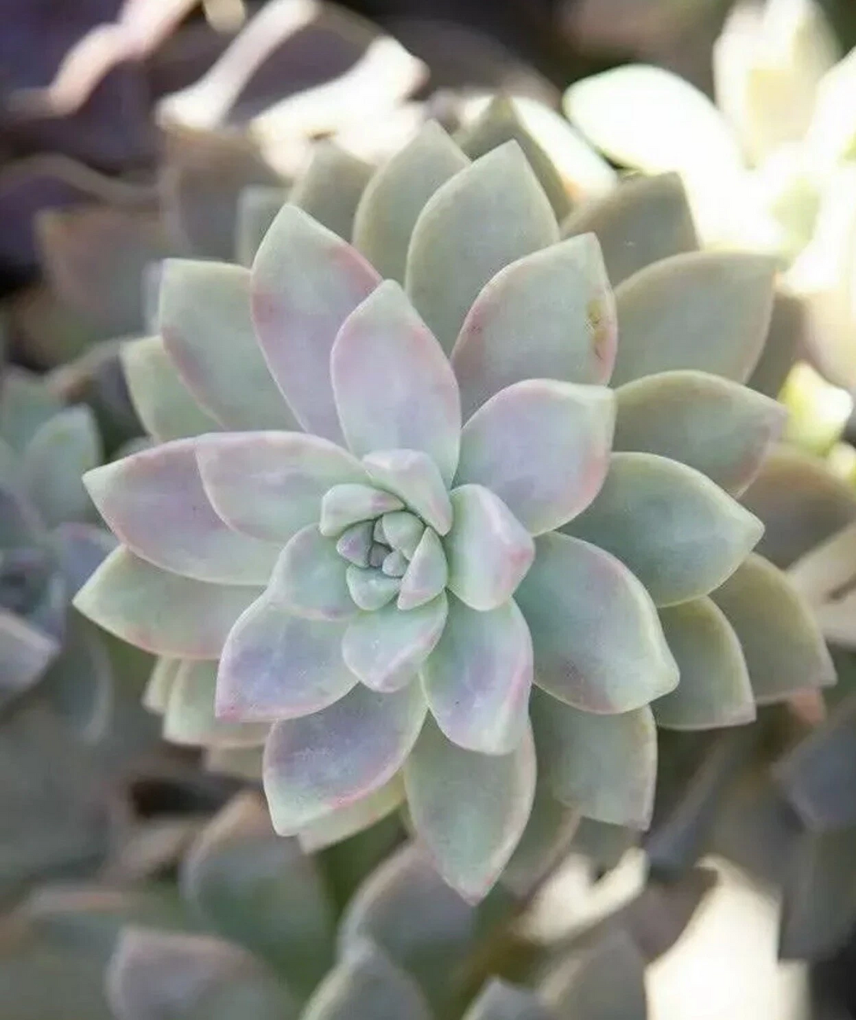 Ghost Plant Succulent Cuttings for Planting – 4 Unrooted Graptopetalum ...
