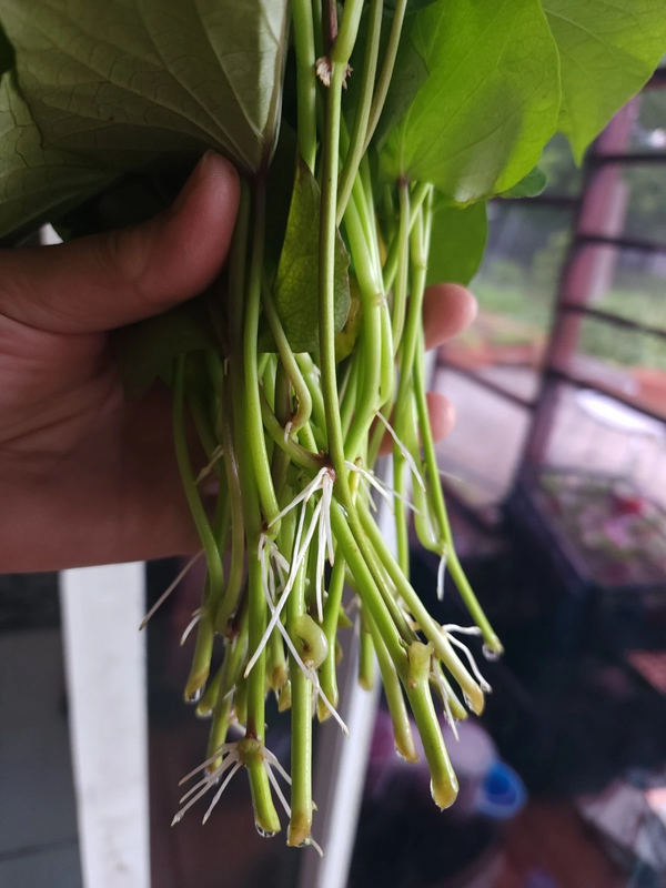 Okinawa Purple Sweet Potato Slips – 10 Rooted Cuttings, Ipomoea batata ...