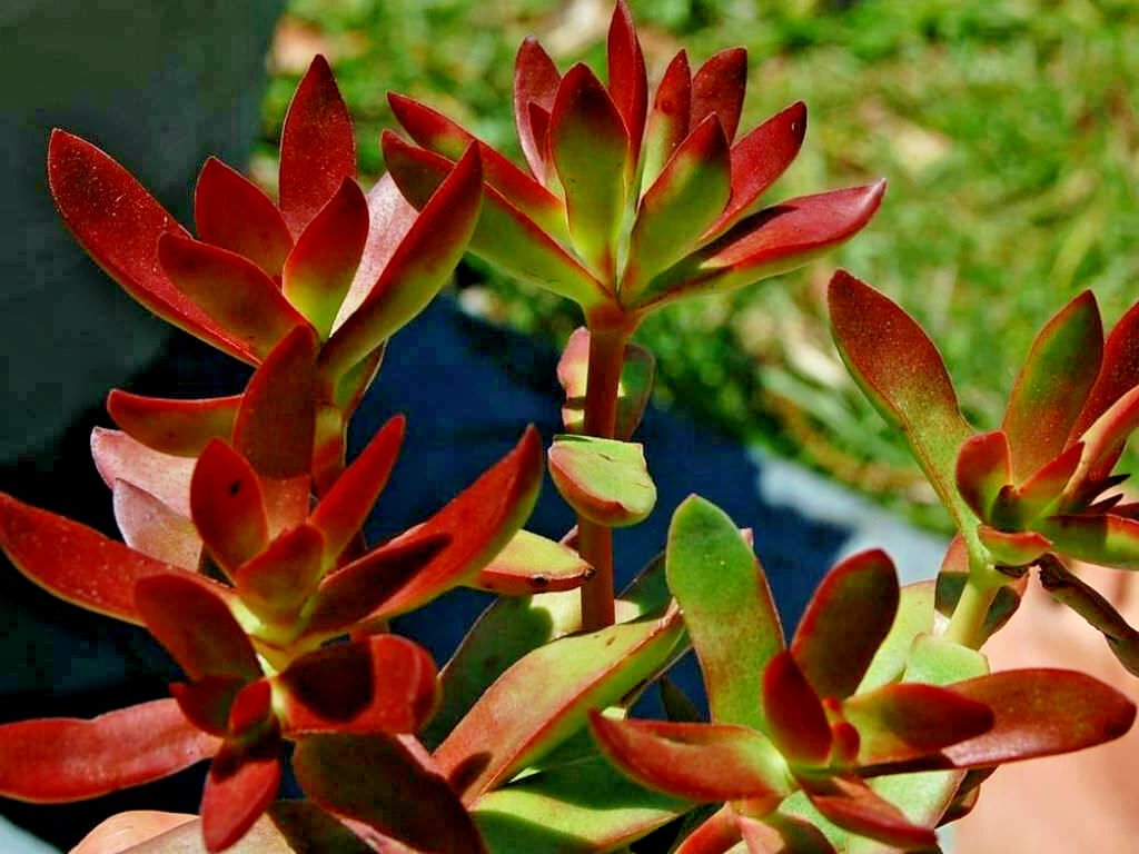 Crassula Platyphylla Burgundy – 3 Unrooted 1.5" Succulent Cuttings for ...