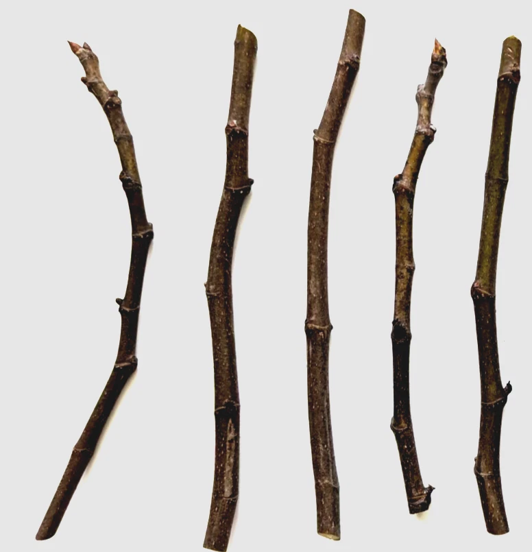 Chicago Hardy Fig Tree Cuttings – 5 Live Fig Cuttings 9–10 Inch with 5 ...