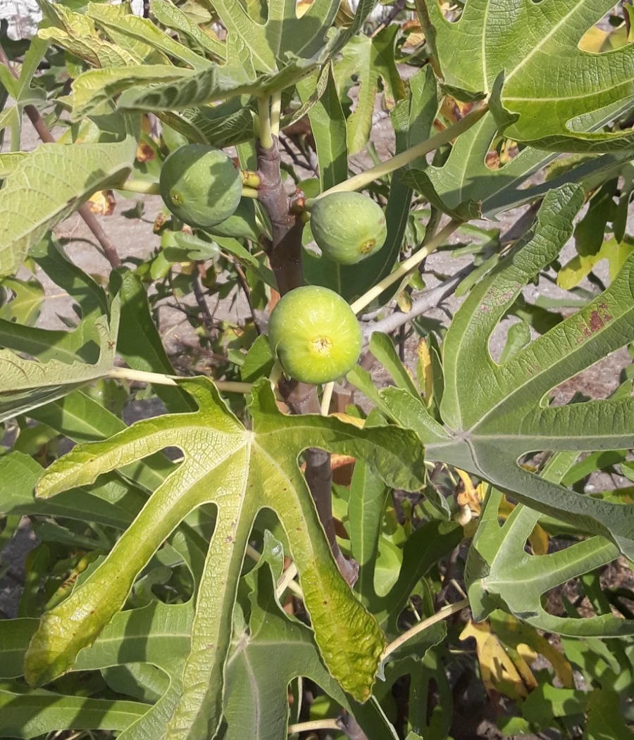 Tena Fig Cuttings – Ficus carica Fruit Tree, 7 Unrooted Fresh Fig Cutt ...
