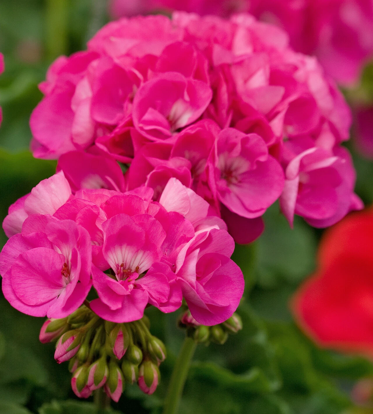 Double Pink Geranium Cuttings for Planting – 4 Fresh Pelargonium Unroo ...