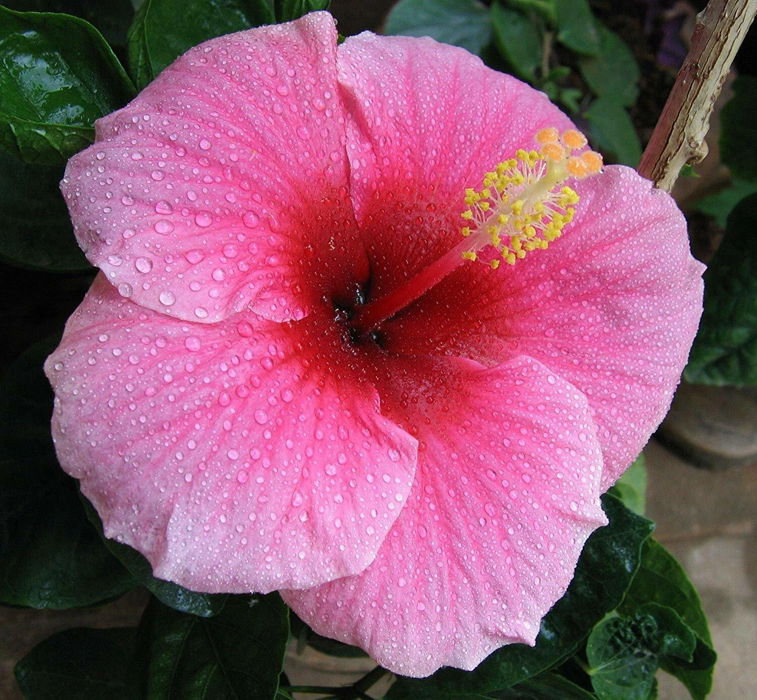 Hawaiian Pink Hibiscus Cutting – 1 Fresh Unrooted Hibiscus Rosa-Sinens ...