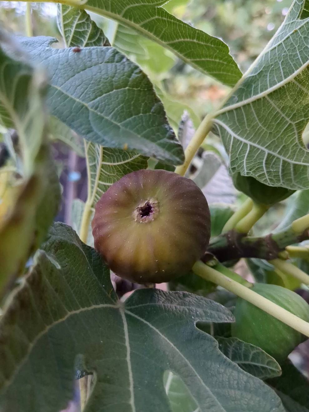 Olympian Fig Cuttings – 10 Fresh Ficus Carica Stems for Rooting or Gra ...