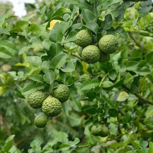 Kaffir Lime Tree Live Plant for Planting – 16–24 Inch Tall Citrus hyst ...