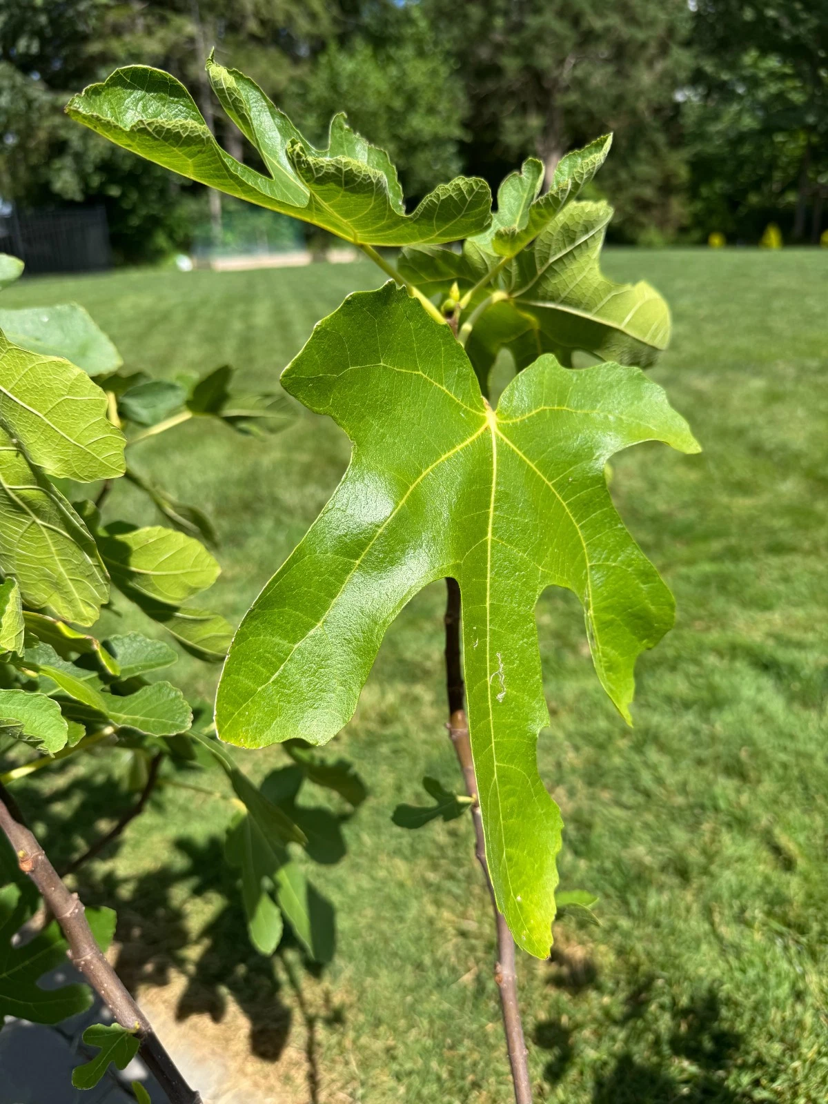Lattarula Fig Cuttings for Planting – 3 Unrooted Ficus carica Cuttings ...