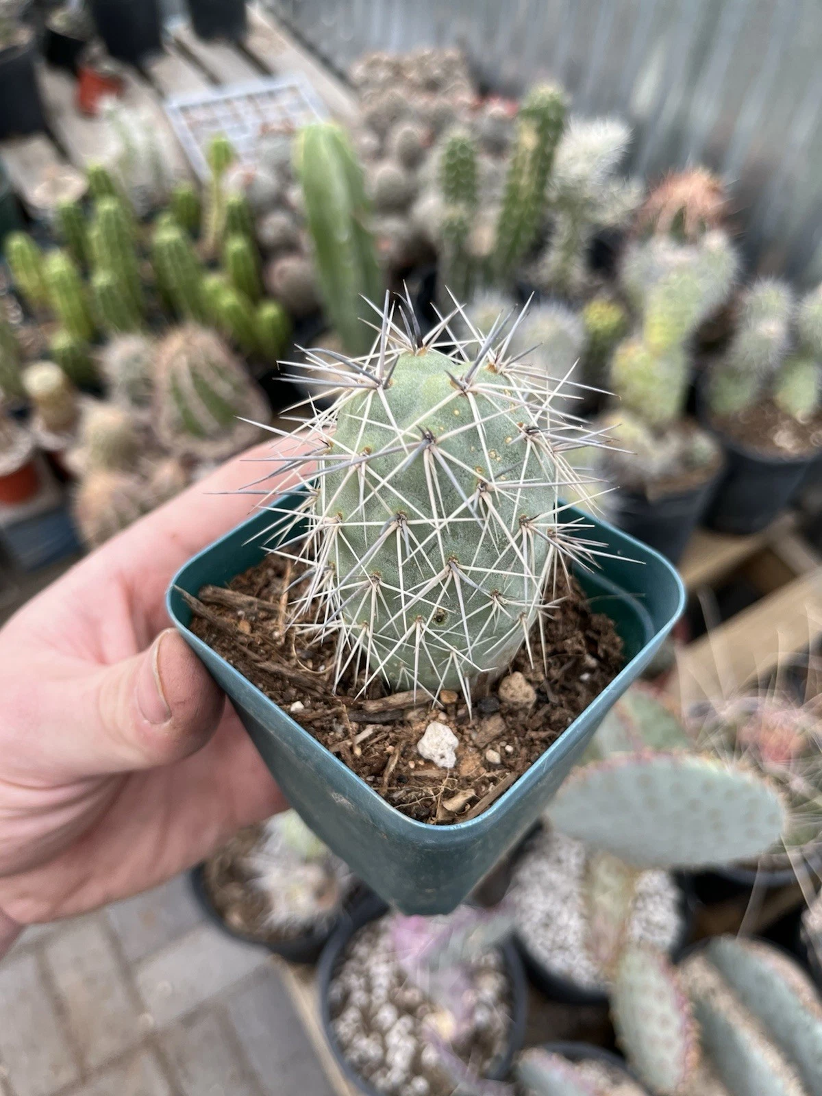 Tephrocactus alexanderii – Rare Rooted Bare Root Cactus, XL Single Seg ...