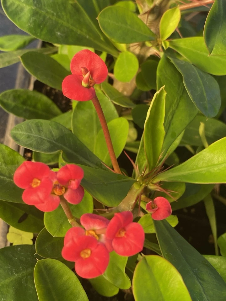 Euphorbia Milii Crown of Thorns – Red Flowering Succulent Cactus Plant ...