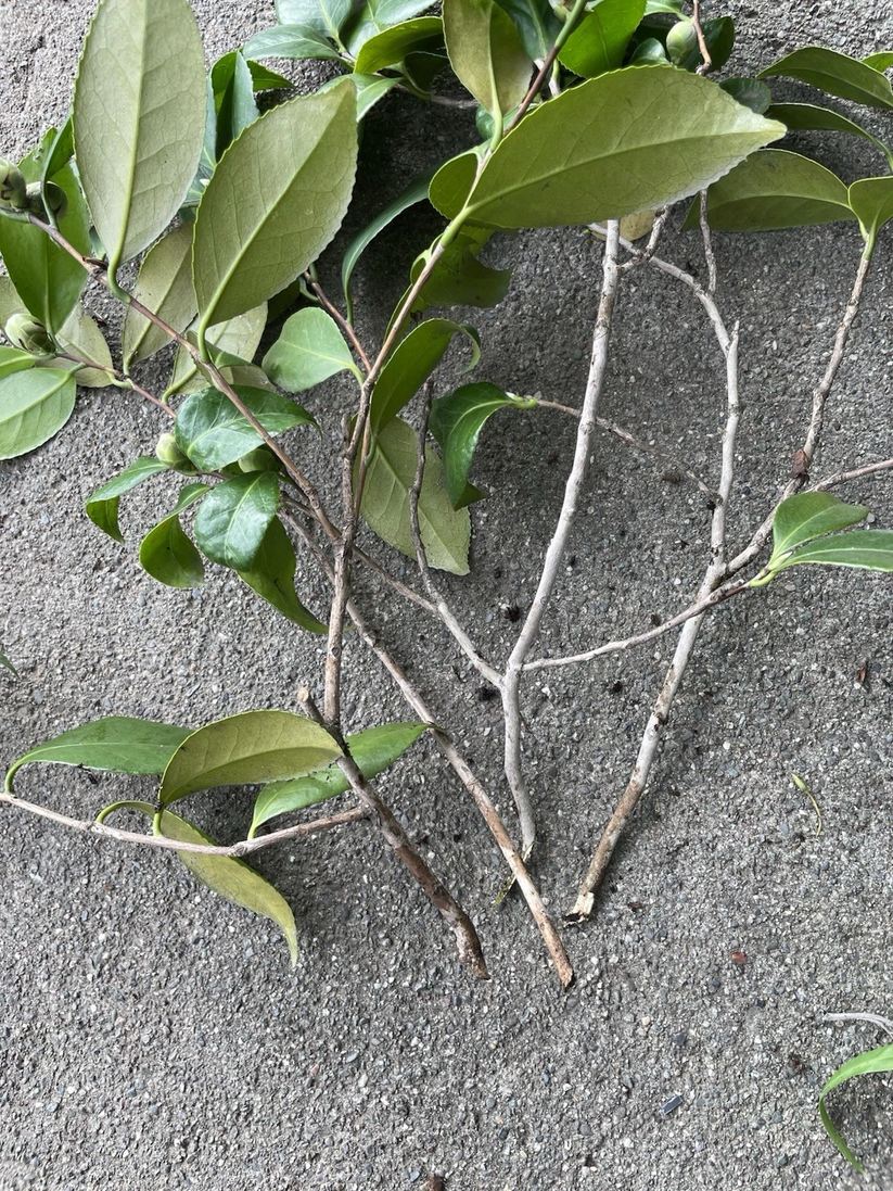 Camellia Japonica Cuttings – 4 Fresh Unrooted Cuttings Pink and White ...