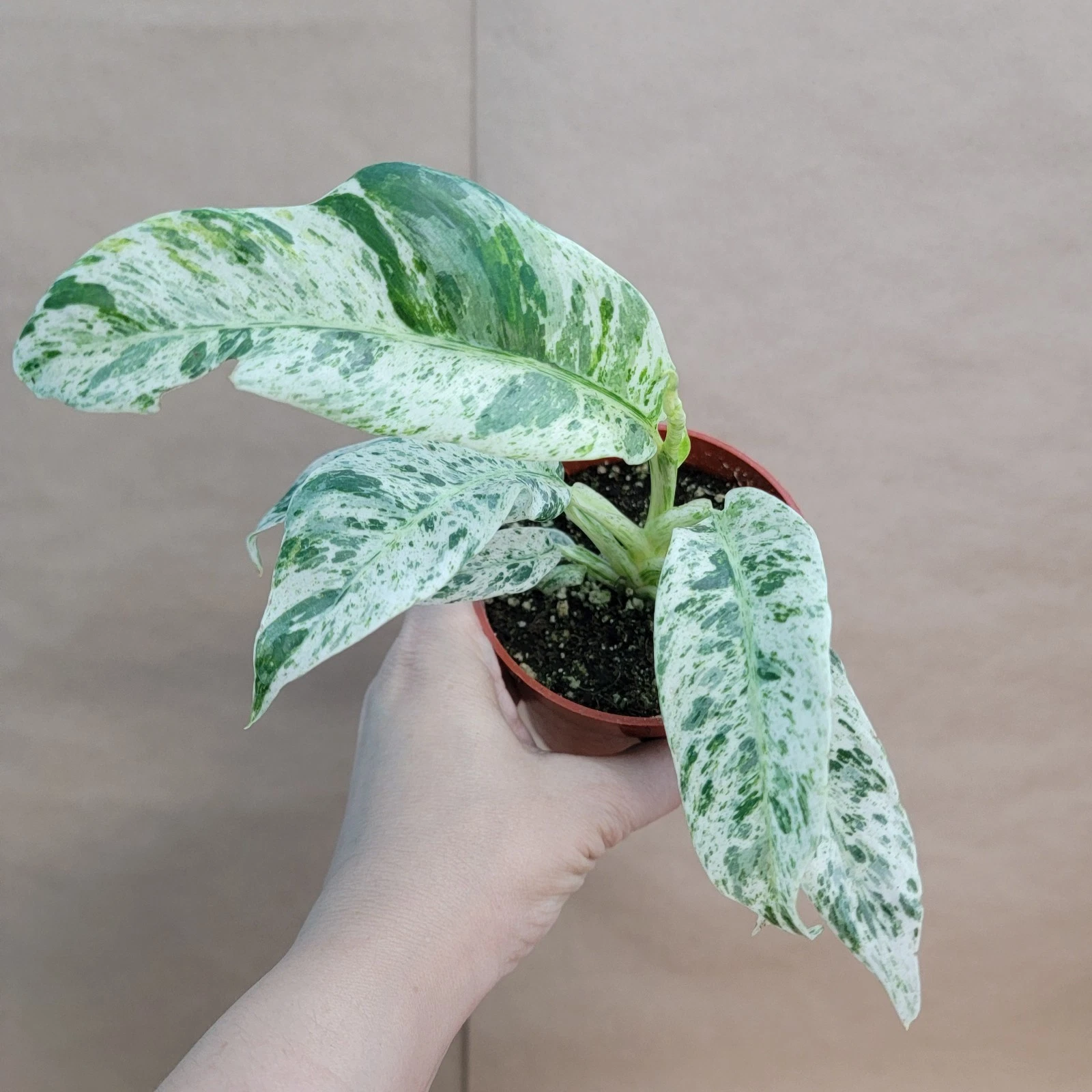 Marble Variegated Pothos – Rare Epipremnum in 4" Pot | Collector’s Aro ...