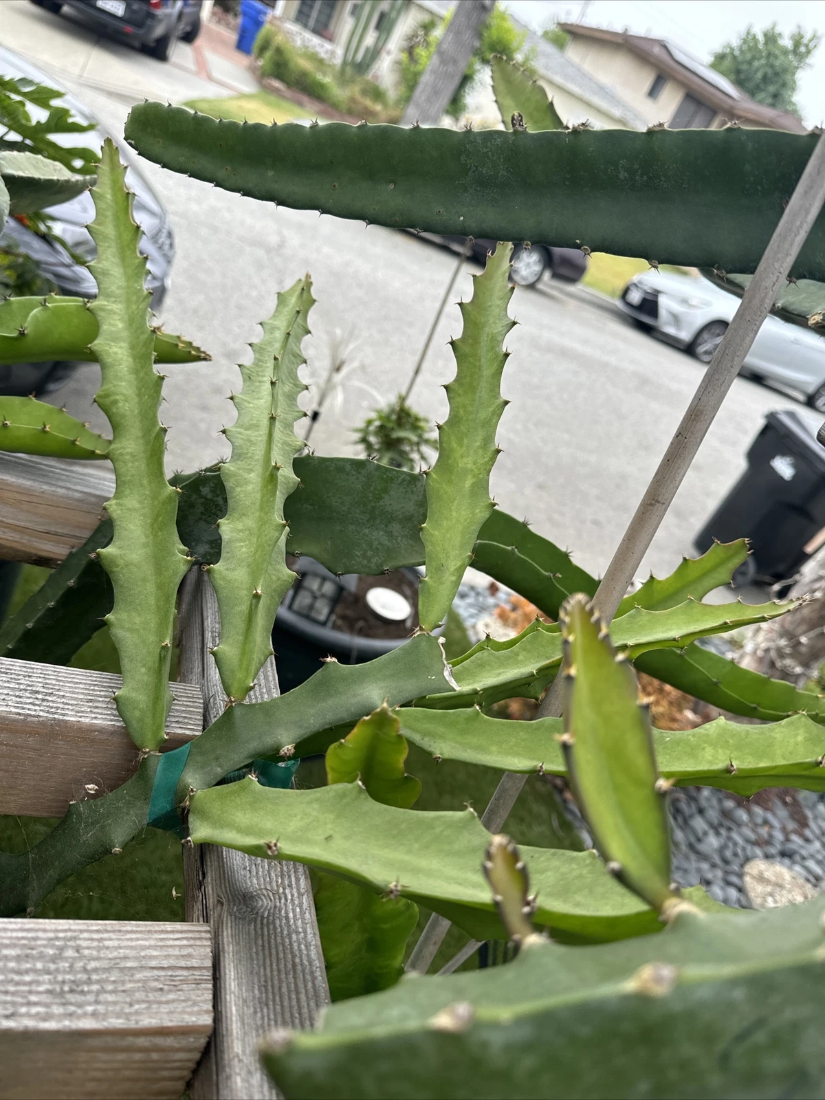 Desert King Dragon Fruit – 1 Live 8–12” Pitaya Cutting, Vigorous Climb ...