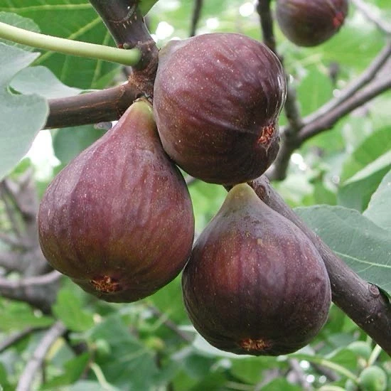 Fig Tree Cutting Live Plant for Planting – 10 Inch Unrooted Ficus cari ...