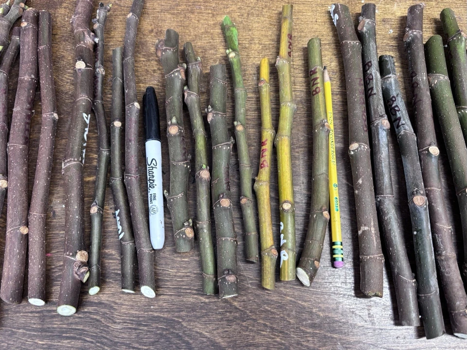 Malta Black Berry Fig Cuttings – Unrooted Fig Tree Cuttings for Planti ...