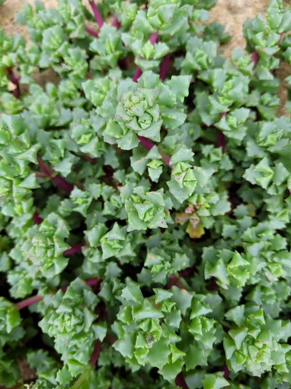 Pink Ice Plant Cuttings – 5 Oscularia Lampranthus Deltoides Stems for ...