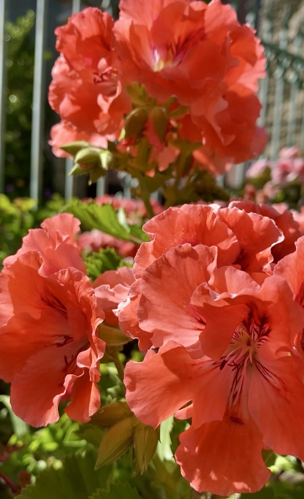 Double Red Orange Geranium Plants – 2 Rooted Pelargonium Starts with H ...