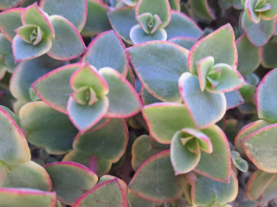Crassula Calico Kitten Succulent Cuttings – 10 Variegated Marginalis R ...