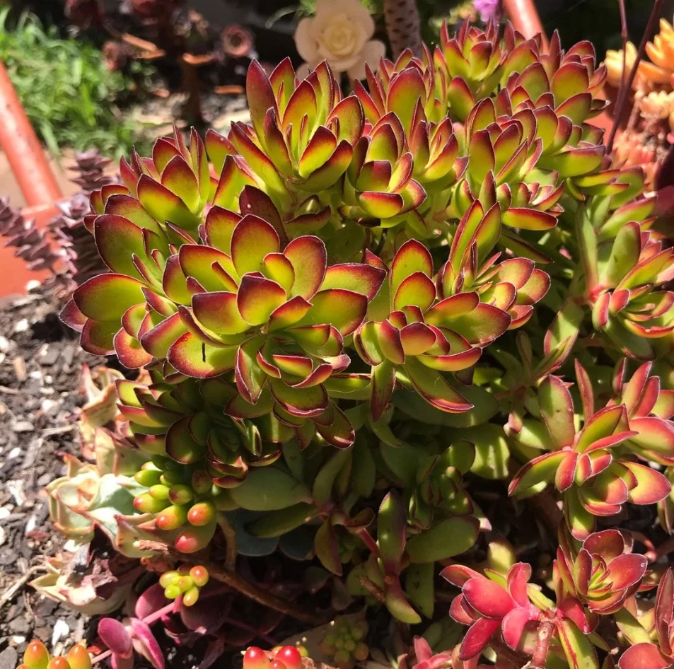 Crassula rubricaulis ‘Butterfly Bush’ – Live 2" Succulent Plant, Red-E ...