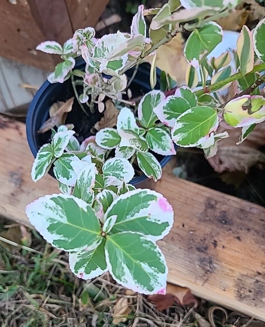 Variegated Creeping Fig Cuttings – Ficus pumila Variegata – 5 Unrooted ...